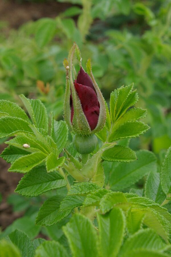 Wild Eagle – Rose-Biblio