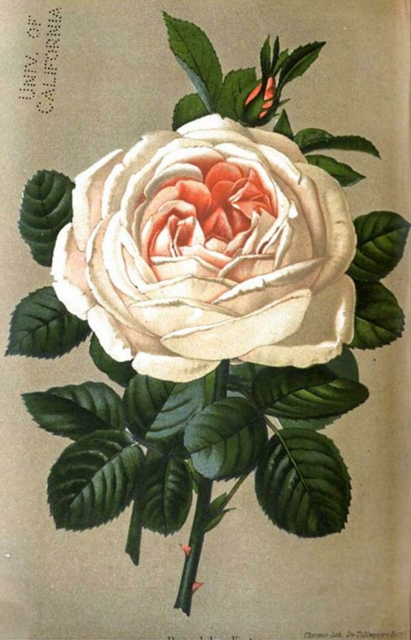 Julius Finger – Rose-Biblio