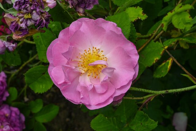 Jonas du Volcan – Rose-Biblio