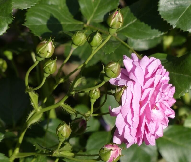 Lavender Lassie – Rose-Biblio