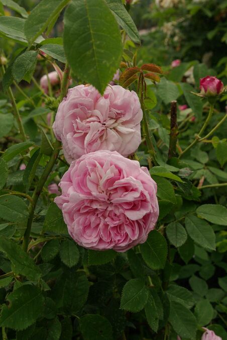 Juno – Rose-Biblio