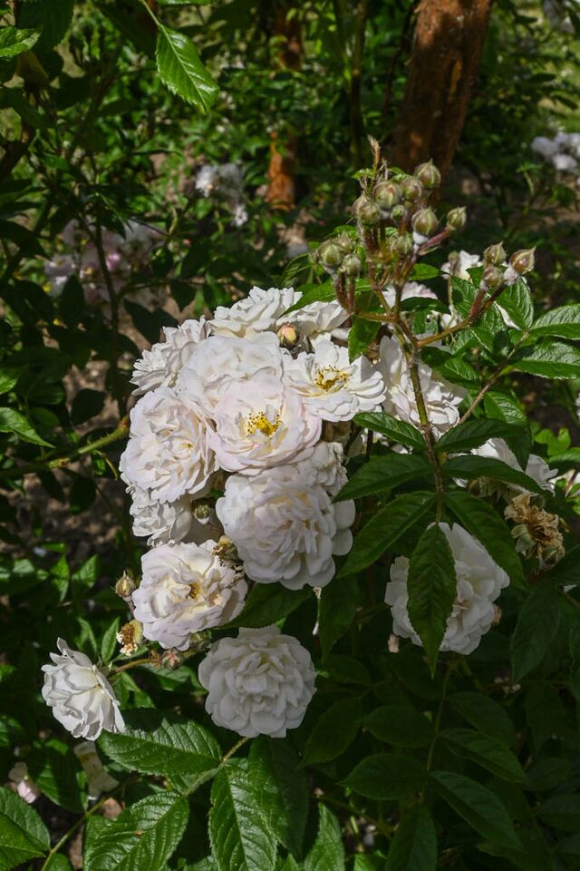 Frau Georg von Simeon – Rose-Biblio