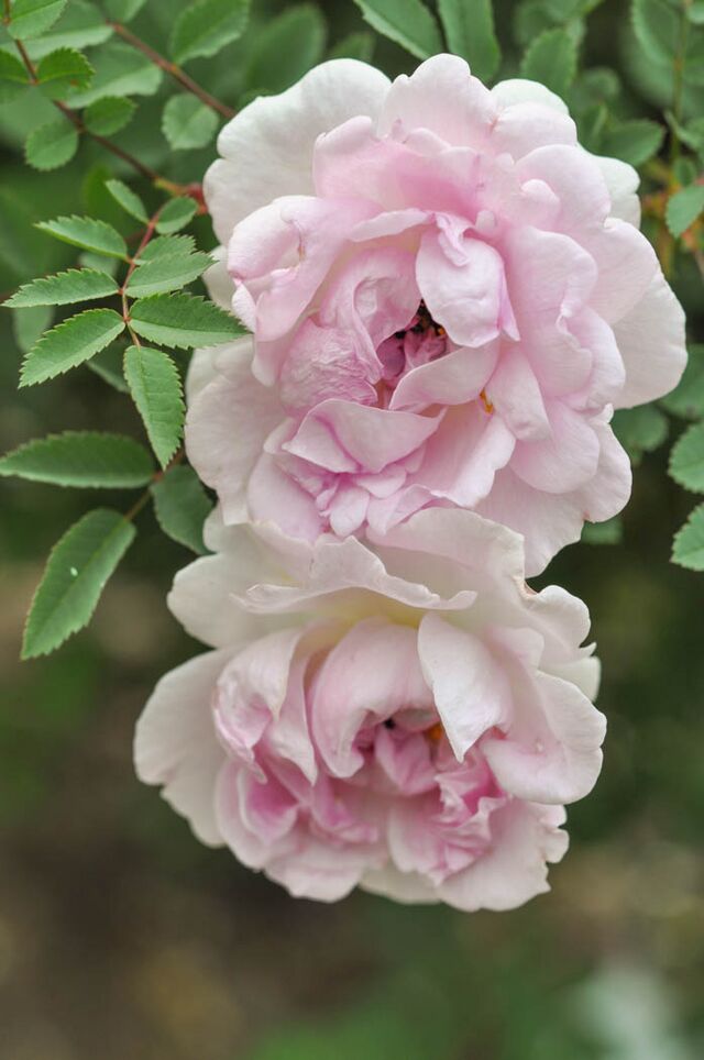 Suzanne – Rose-Biblio