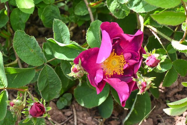 Erinnerung an Otto Müller – Rose-Biblio