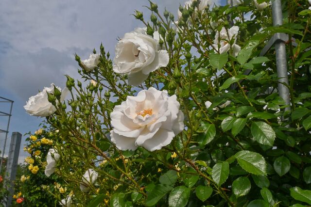 Hella – Rose-Biblio