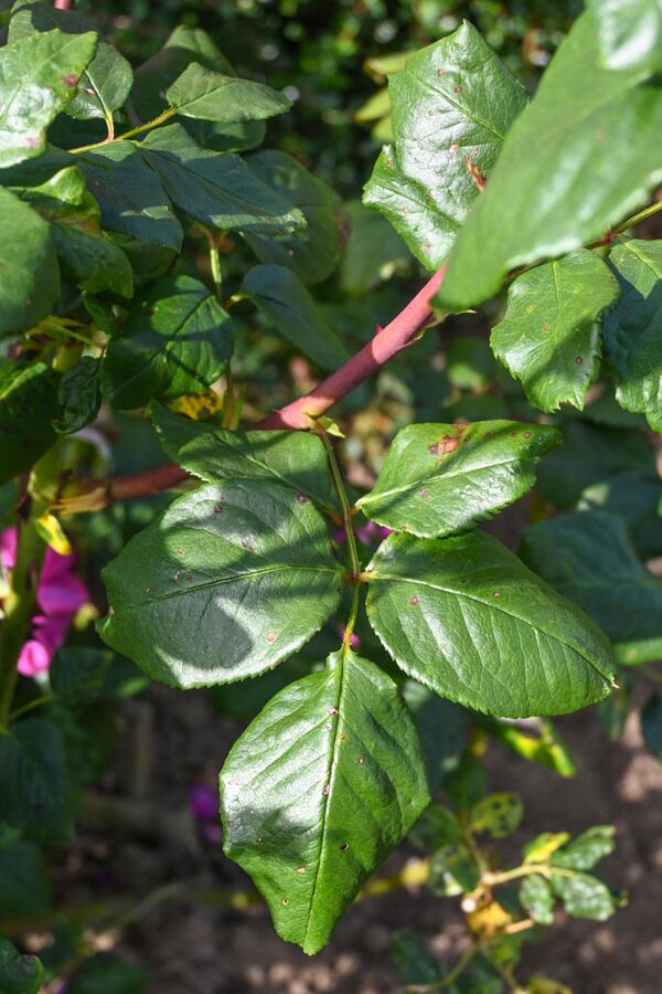 Chartreuse de Parme – Rose-Biblio