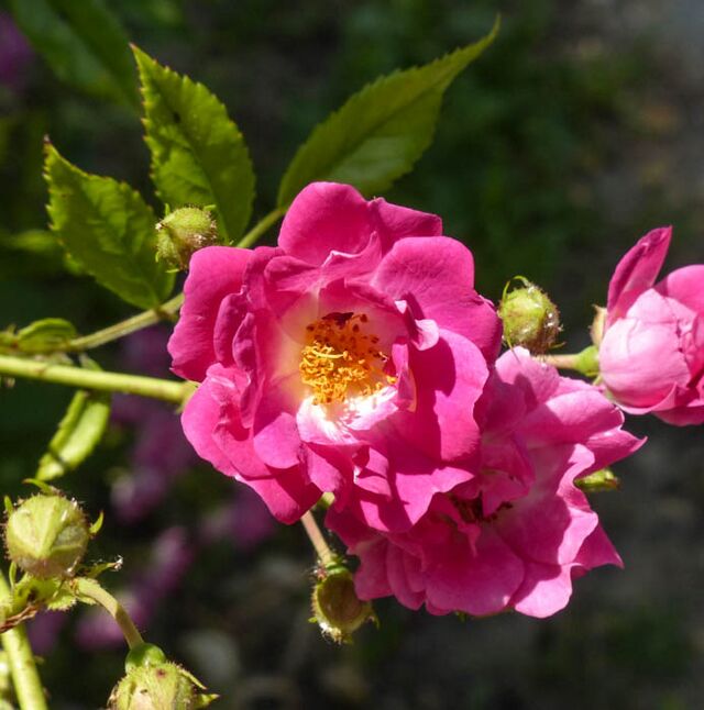 Super Excelsa – Rose-Biblio