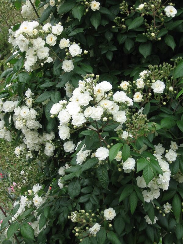 Waterloo – Rose-Biblio