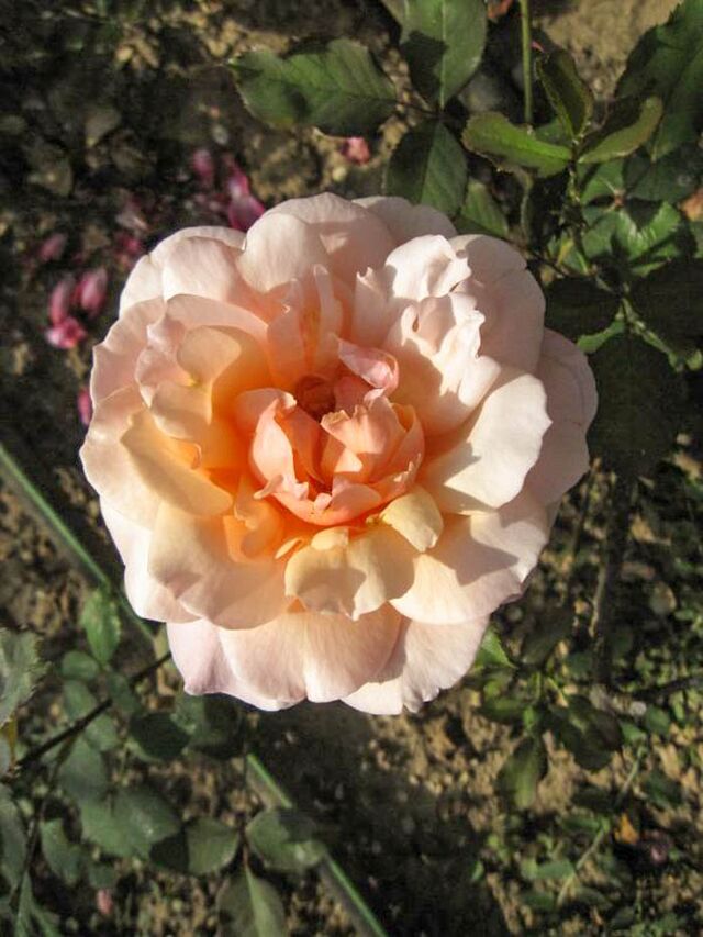 Gruß an Coburg – Rose-Biblio