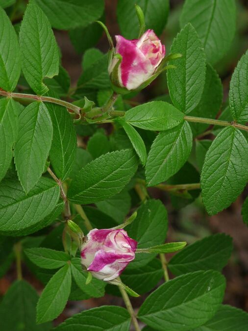 Louise Bugnet – Rose-Biblio
