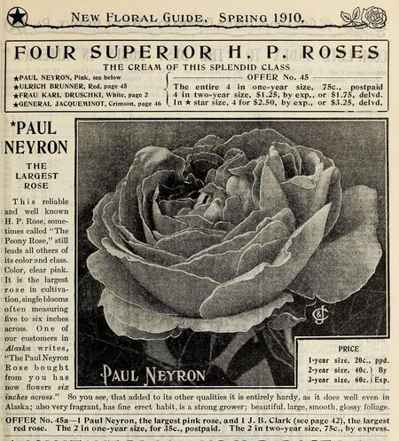 Paul Neyron – Rose-Biblio