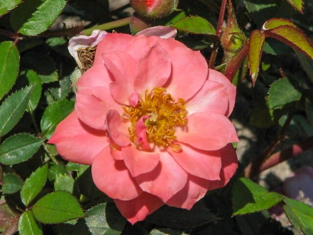 New Penny – Rose-Biblio