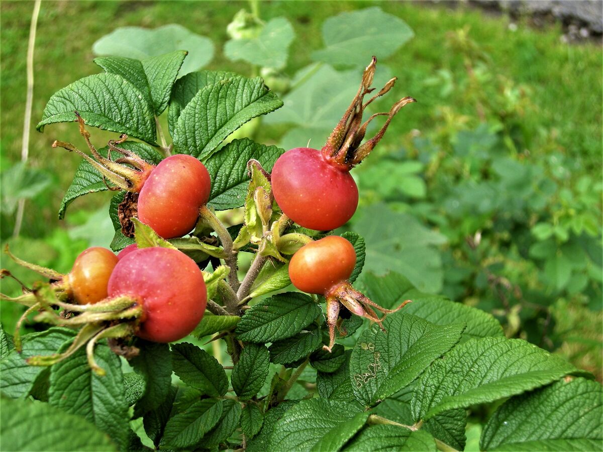 Rosa rugosa Thunb. var. rugosa – Rose-Biblio