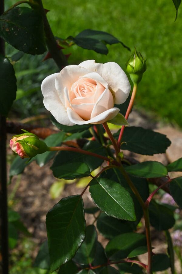 Colonial White – Rose-Biblio