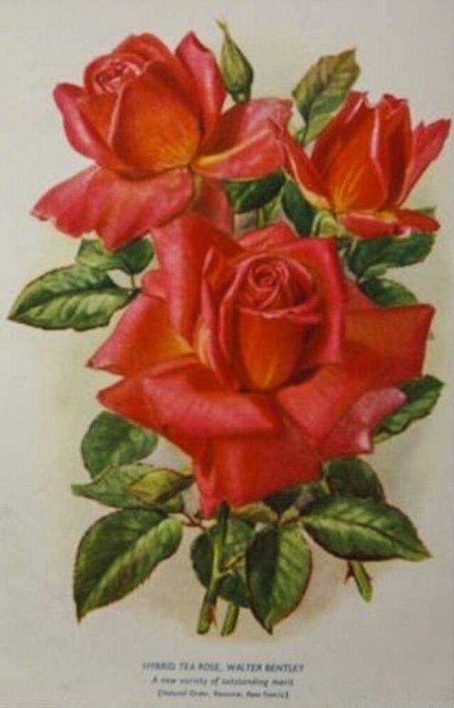 Walter Bentley – Rose-Biblio