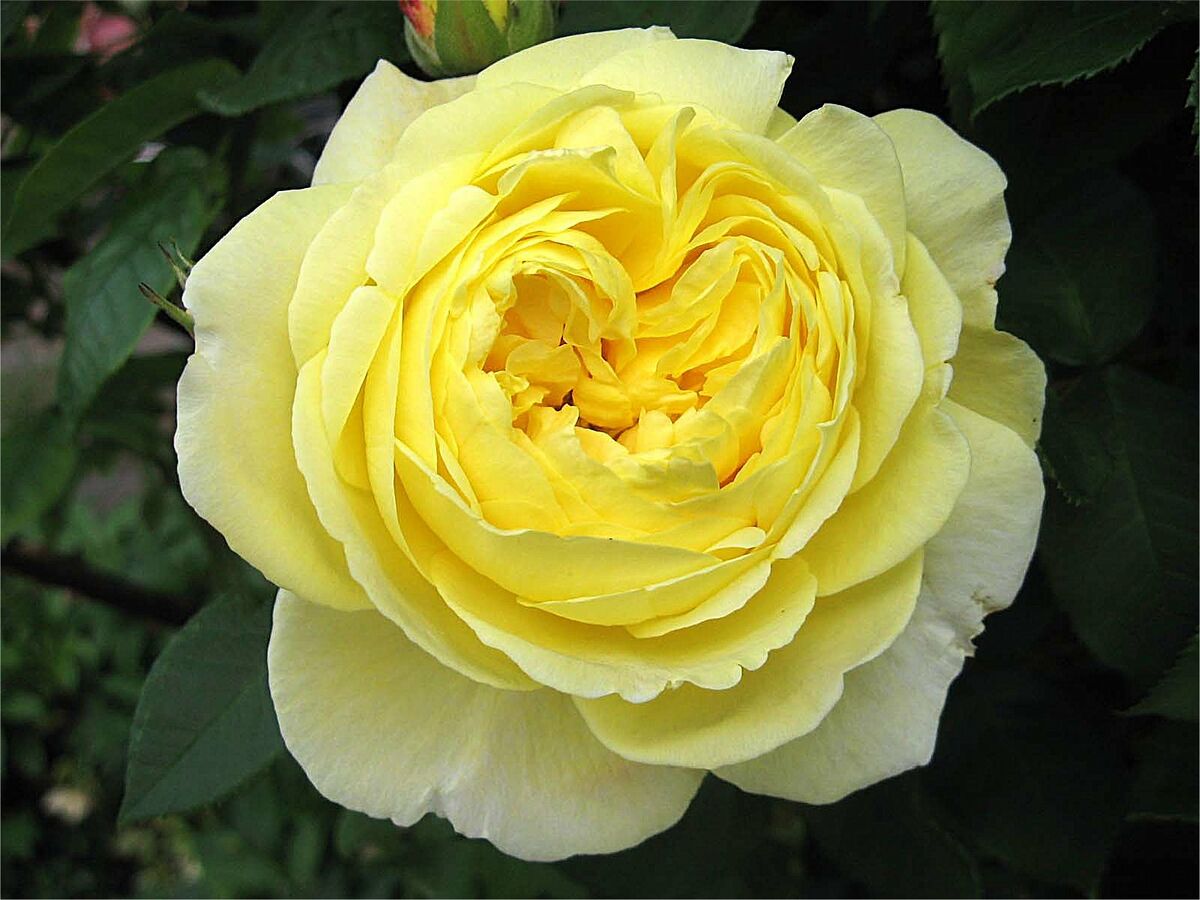 Yellow Blush – Rose-Biblio