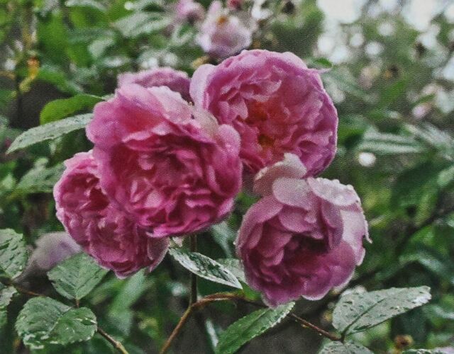 Katrina – Rose-Biblio