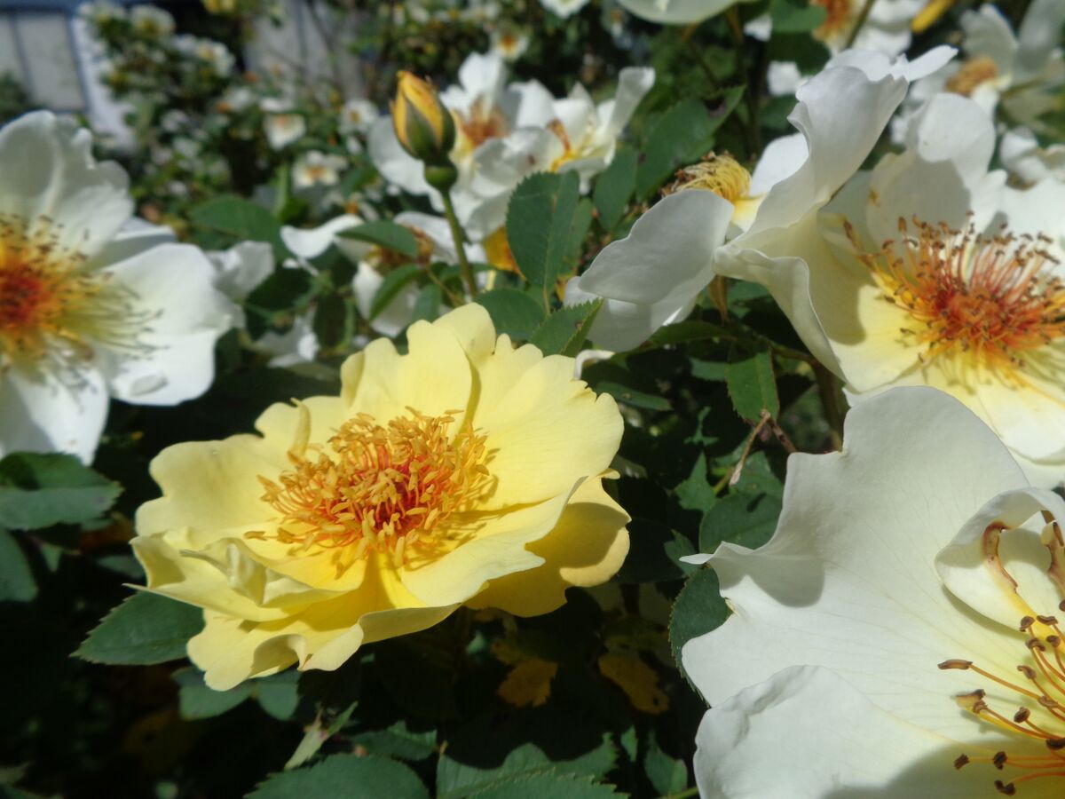 Aicha – Rose-Biblio