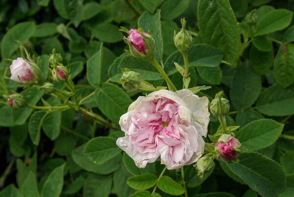 Agathe incarnata – Rose-Biblio