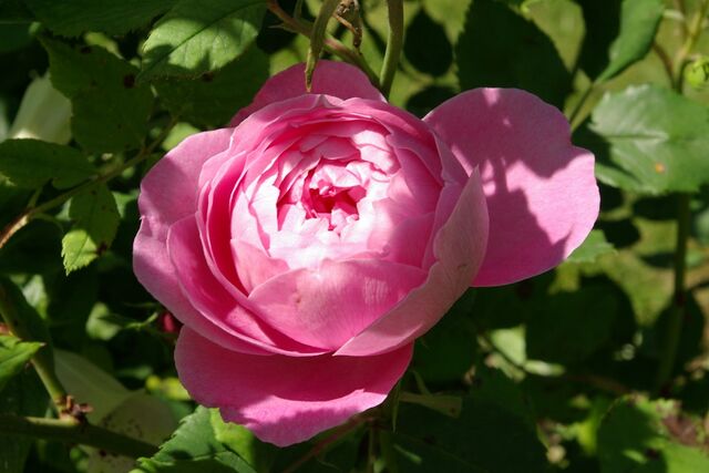 Reine Victoria – Rose-Biblio