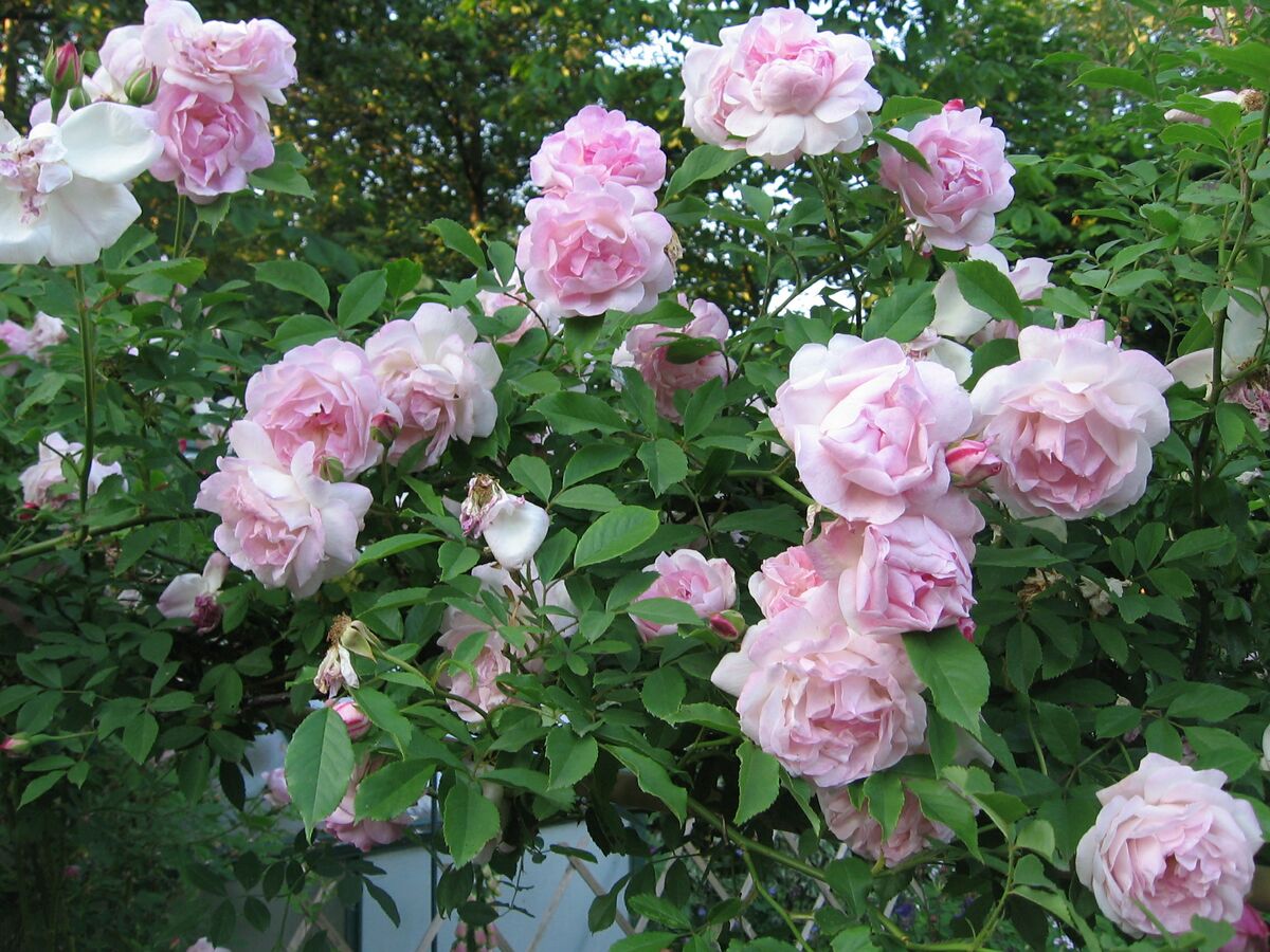 Indica Major Grimpant – Rose-Biblio