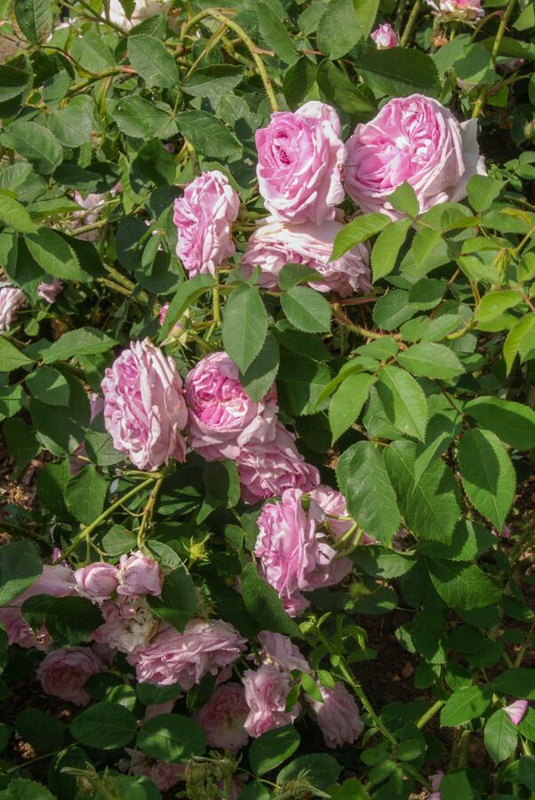 Juno – Rose-Biblio