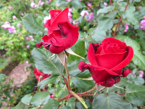 Messire Delbard – Rose-Biblio