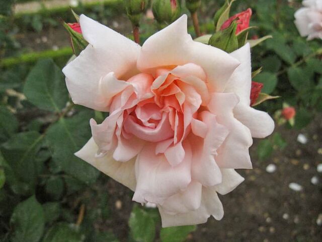 Albertine – Rose-Biblio