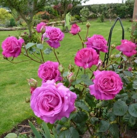 Chartreuse de Parme – Rose-Biblio