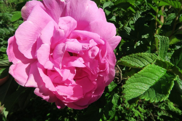Delicata, Rugosa – Rose-Biblio
