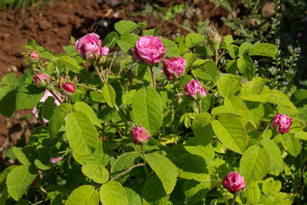 Duchesse de Rohan – Rose-Biblio