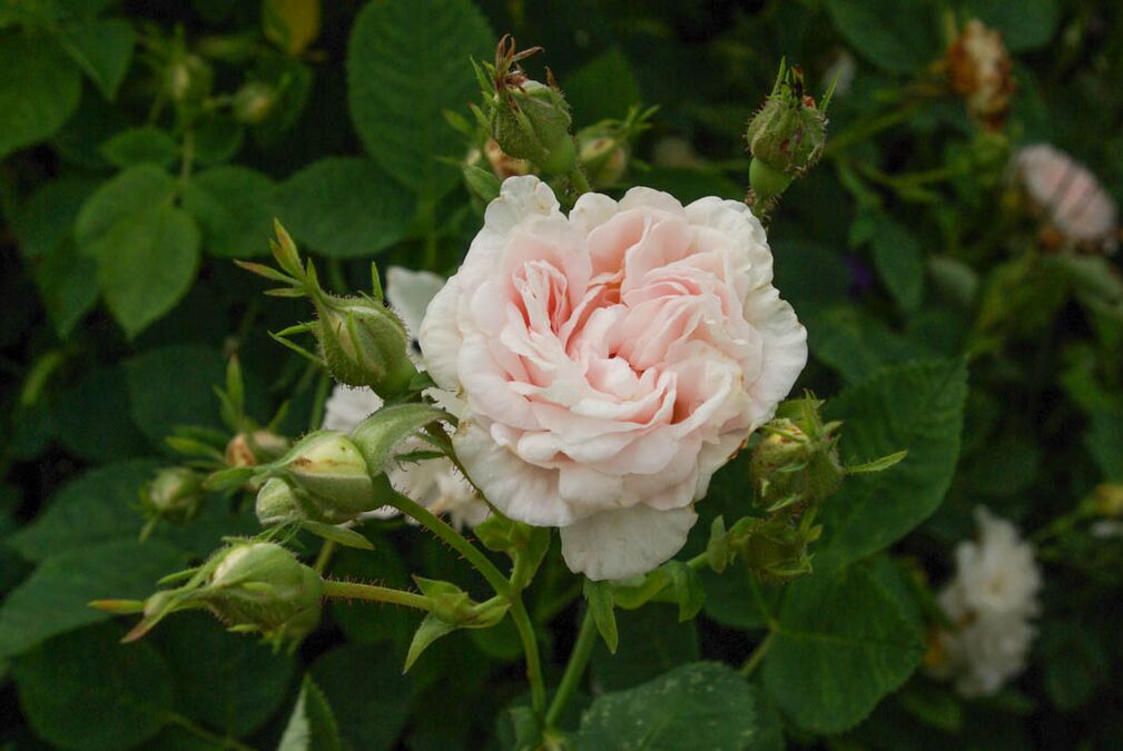 Alba 'Maxima' – Rose-Biblio