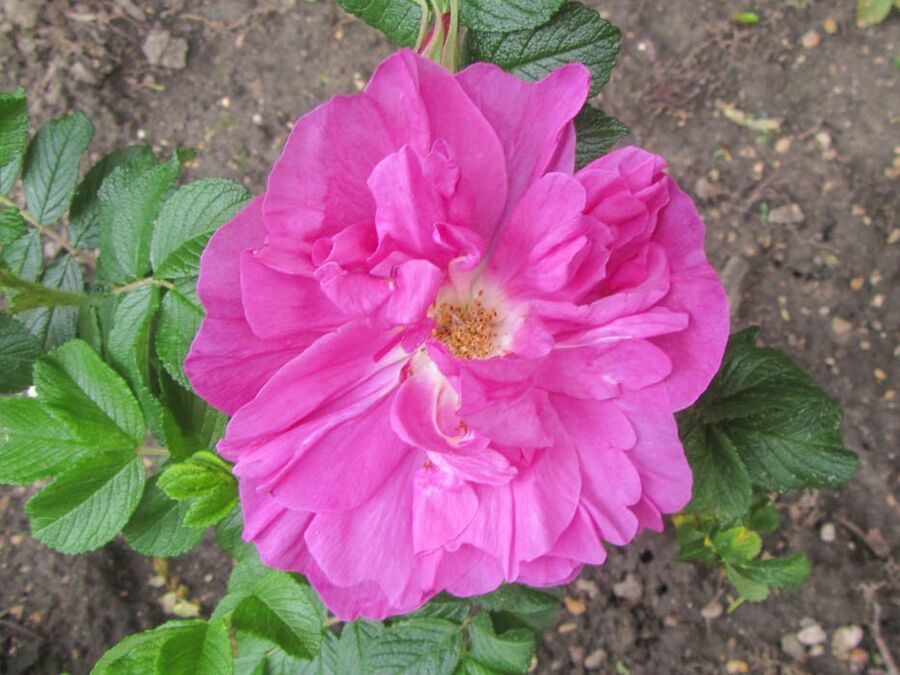 Souvenir de Christophe Cochet – Rose-Biblio
