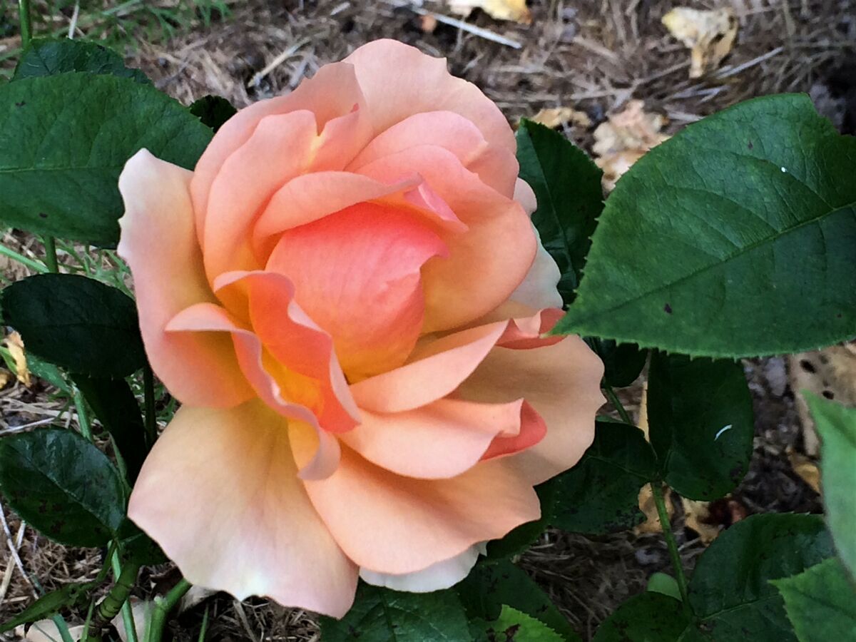 Pat Austin – Rose-Biblio