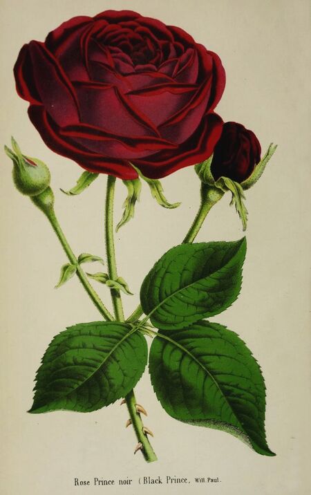 Black Prince – Rose-Biblio