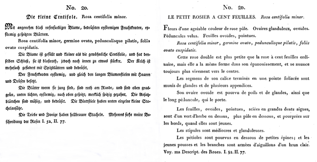 Rosa x centifolia 'Minor' – Rose-Biblio