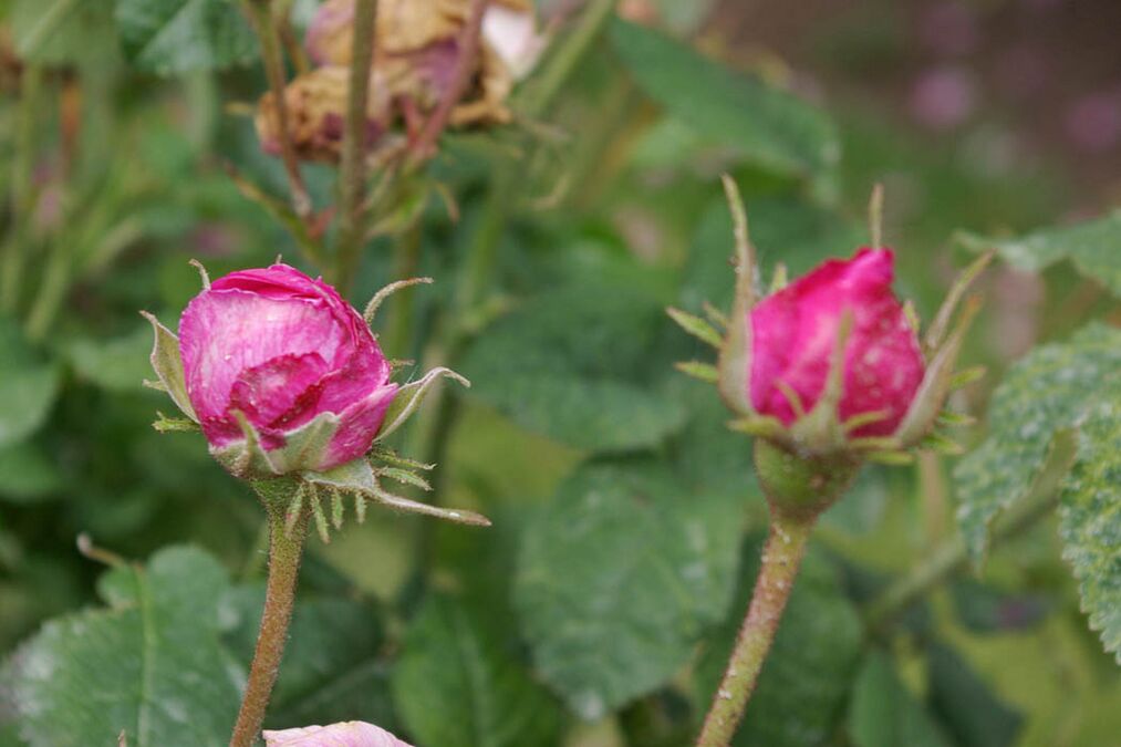 Hector – Rose-Biblio