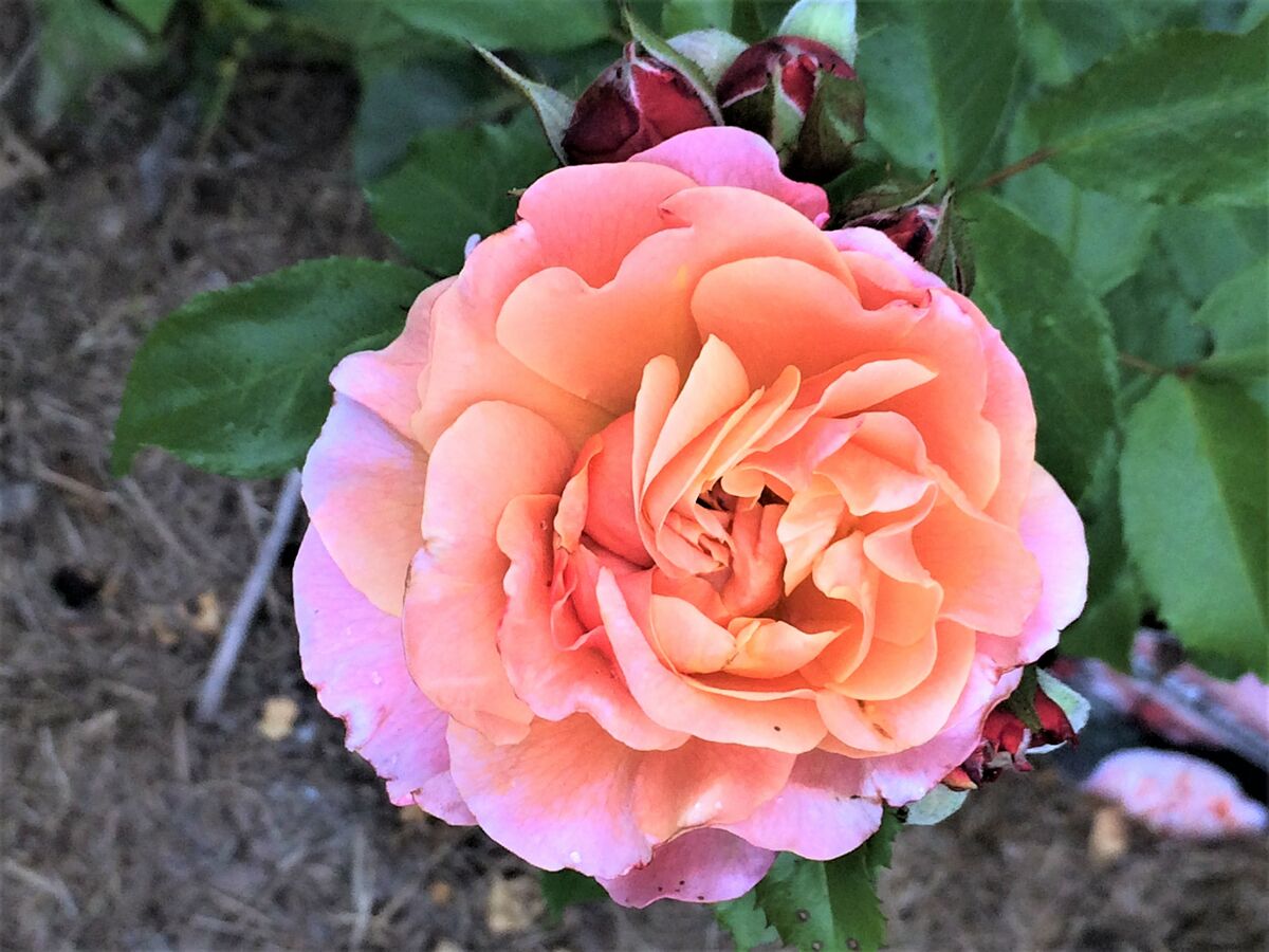 Pat Austin – Rose-Biblio