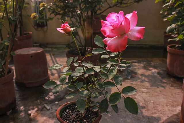 The Viru Rose – Rose-Biblio