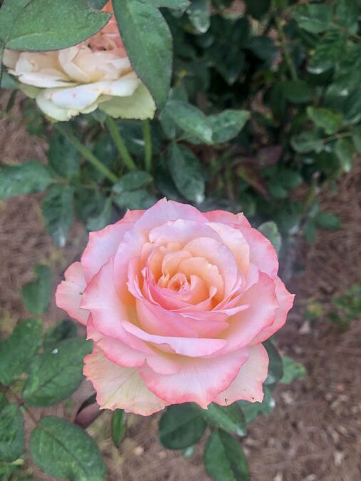 Helga's Quest – Rose-Biblio