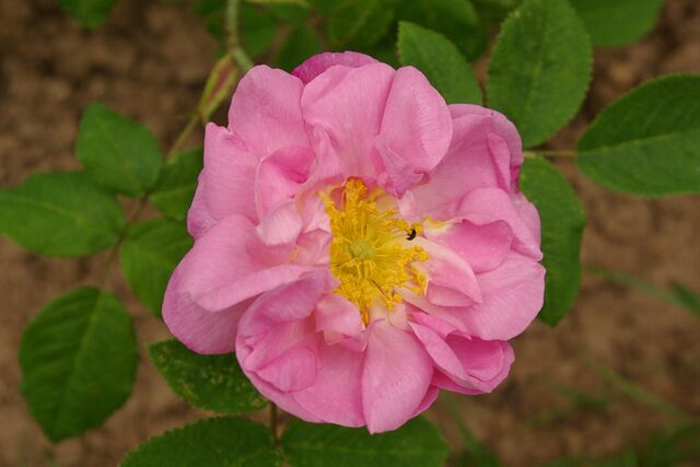 Saint Nicholas – Rose-Biblio