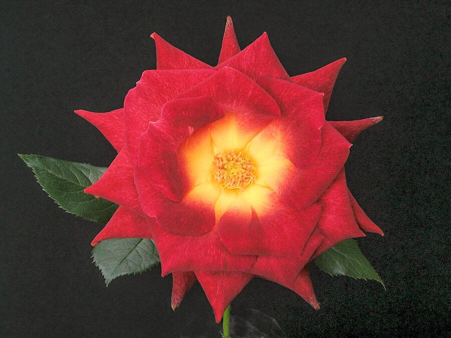 Ingrid – Rose-Biblio