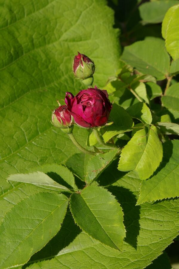 La Négresse – Rose-Biblio