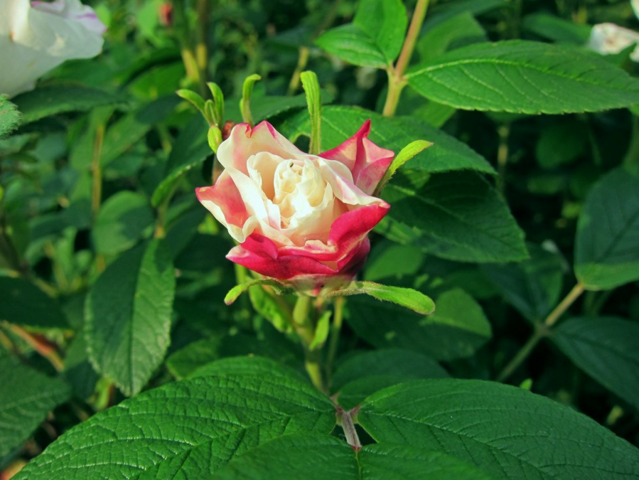 Louise Bugnet – Rose-Biblio