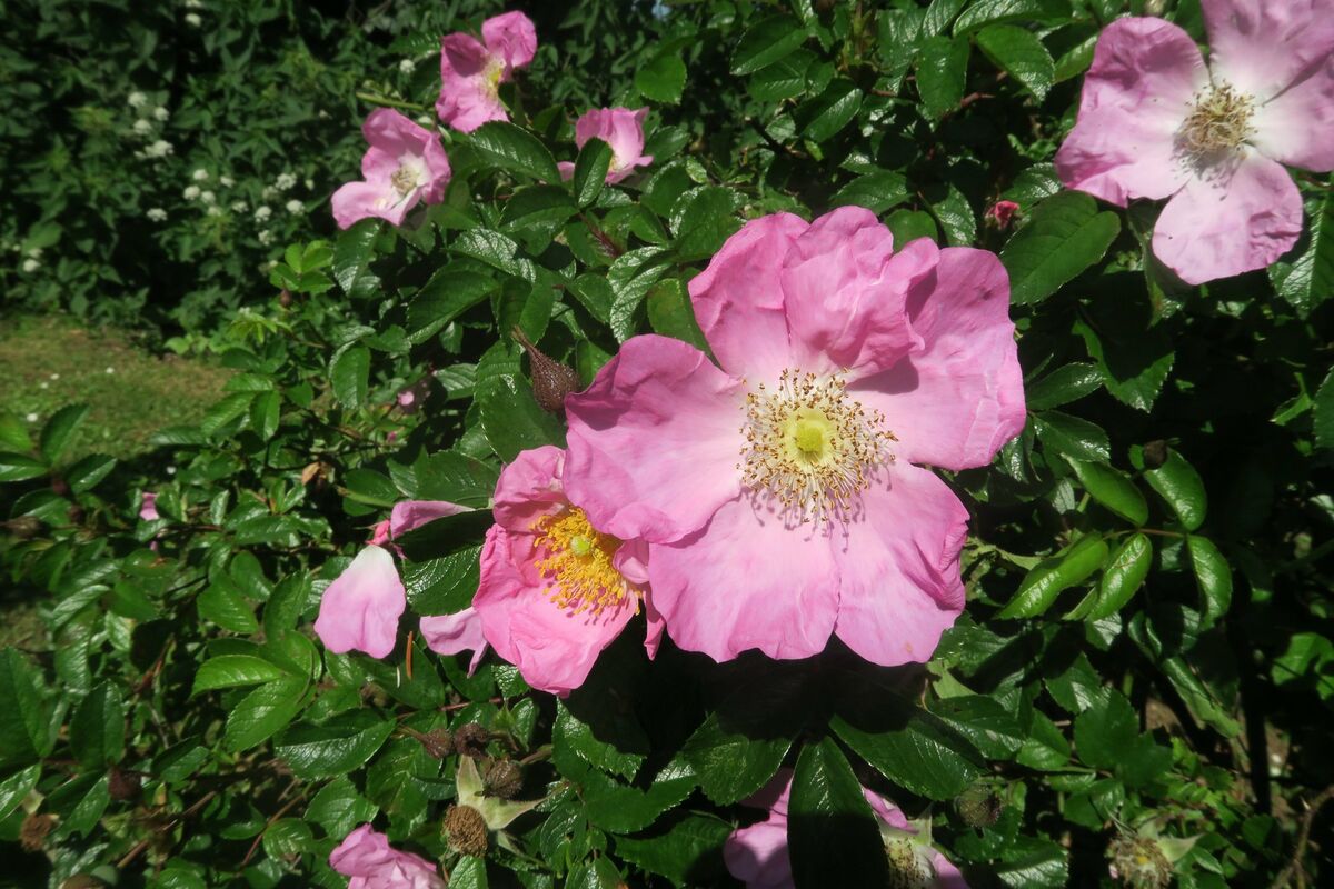 Max Graf – Rose-Biblio