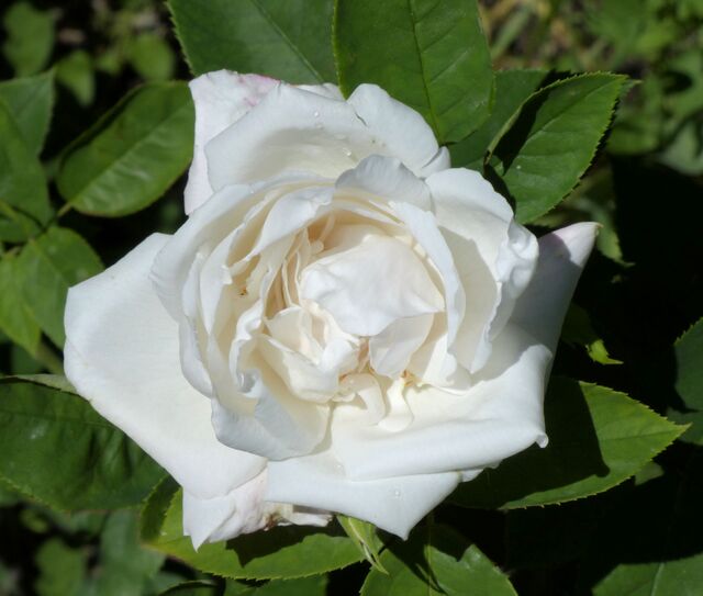 Marguerite Guillard – Rose-Biblio