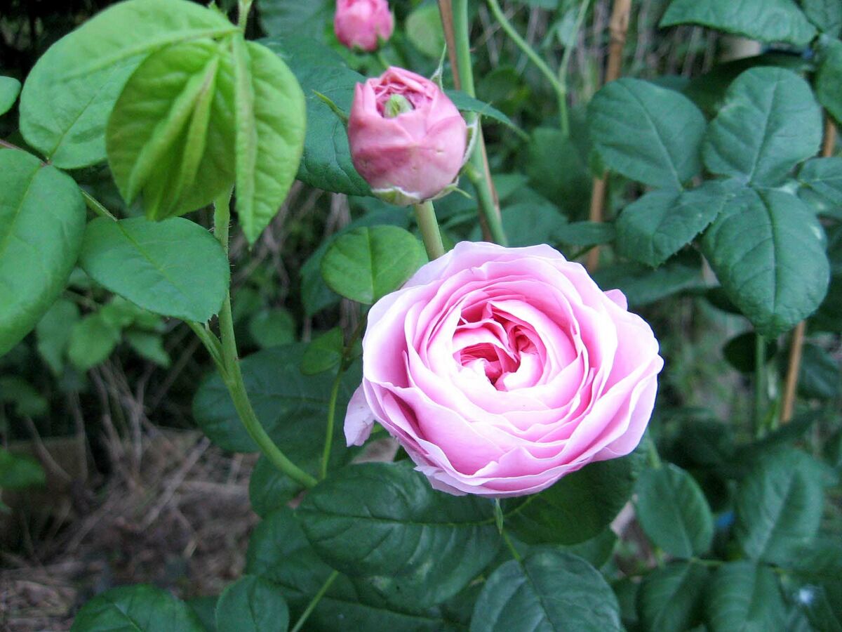 Allegra – Rose-Biblio