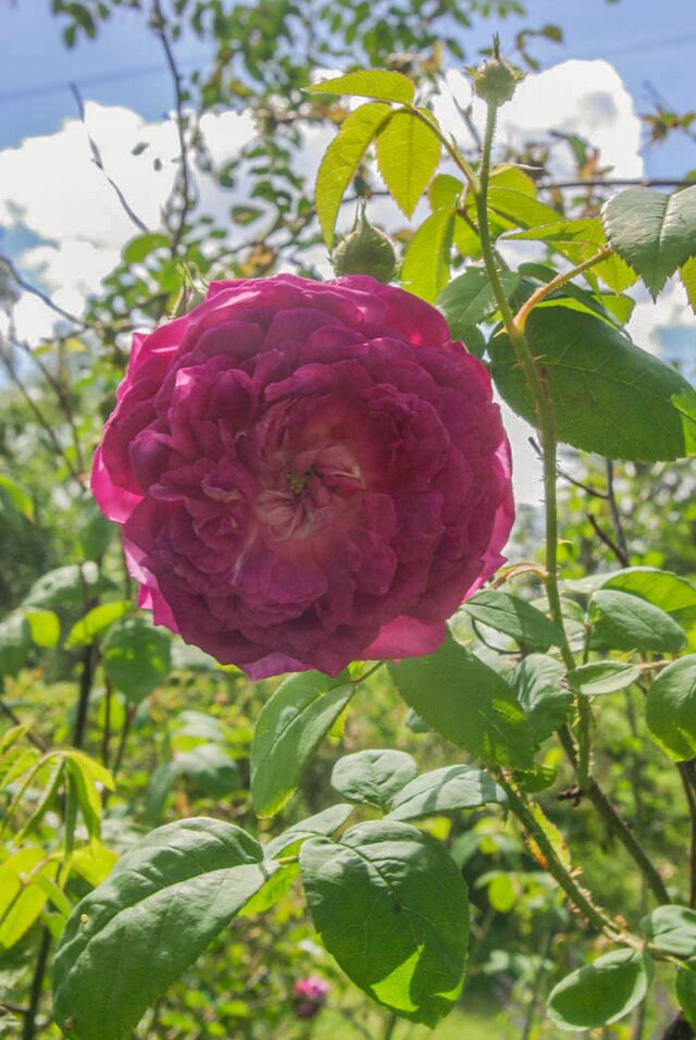 François Arago – Rose-Biblio