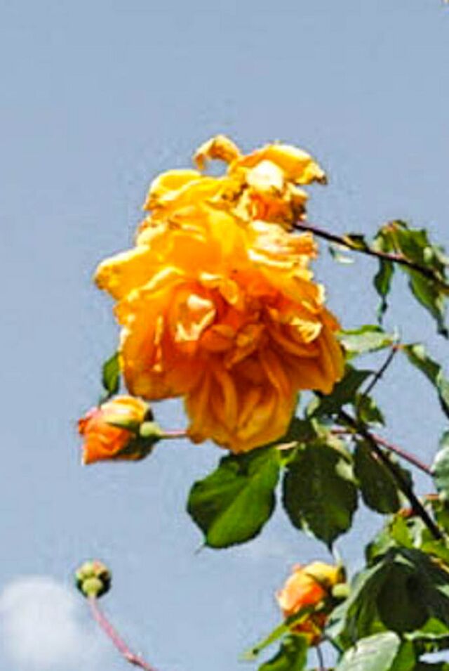 Prinses Béatrix – Rose-Biblio