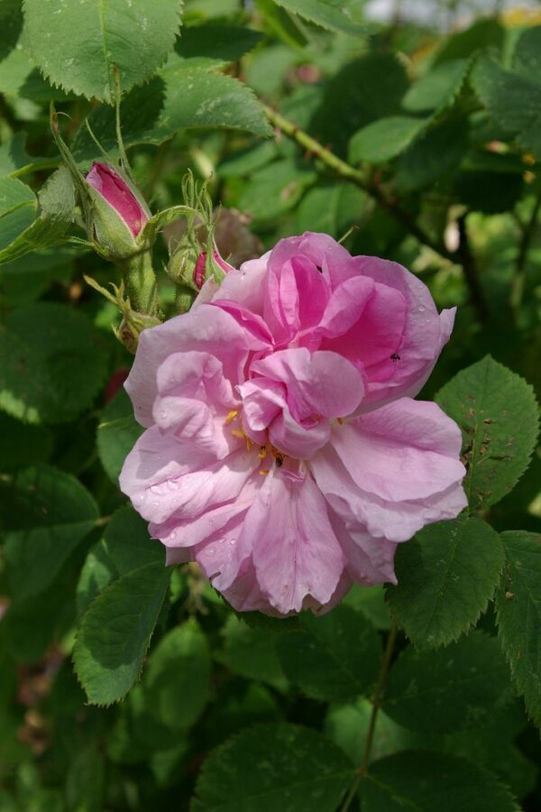 Rose de Puteaux – Rose-Biblio